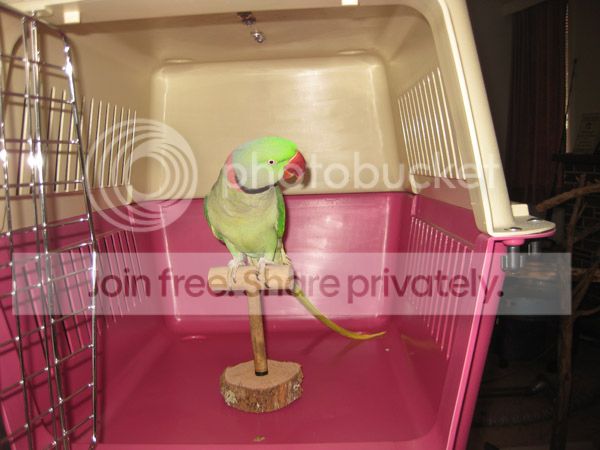 Traveling With Fids | Avian Avenue Parrot Forum
